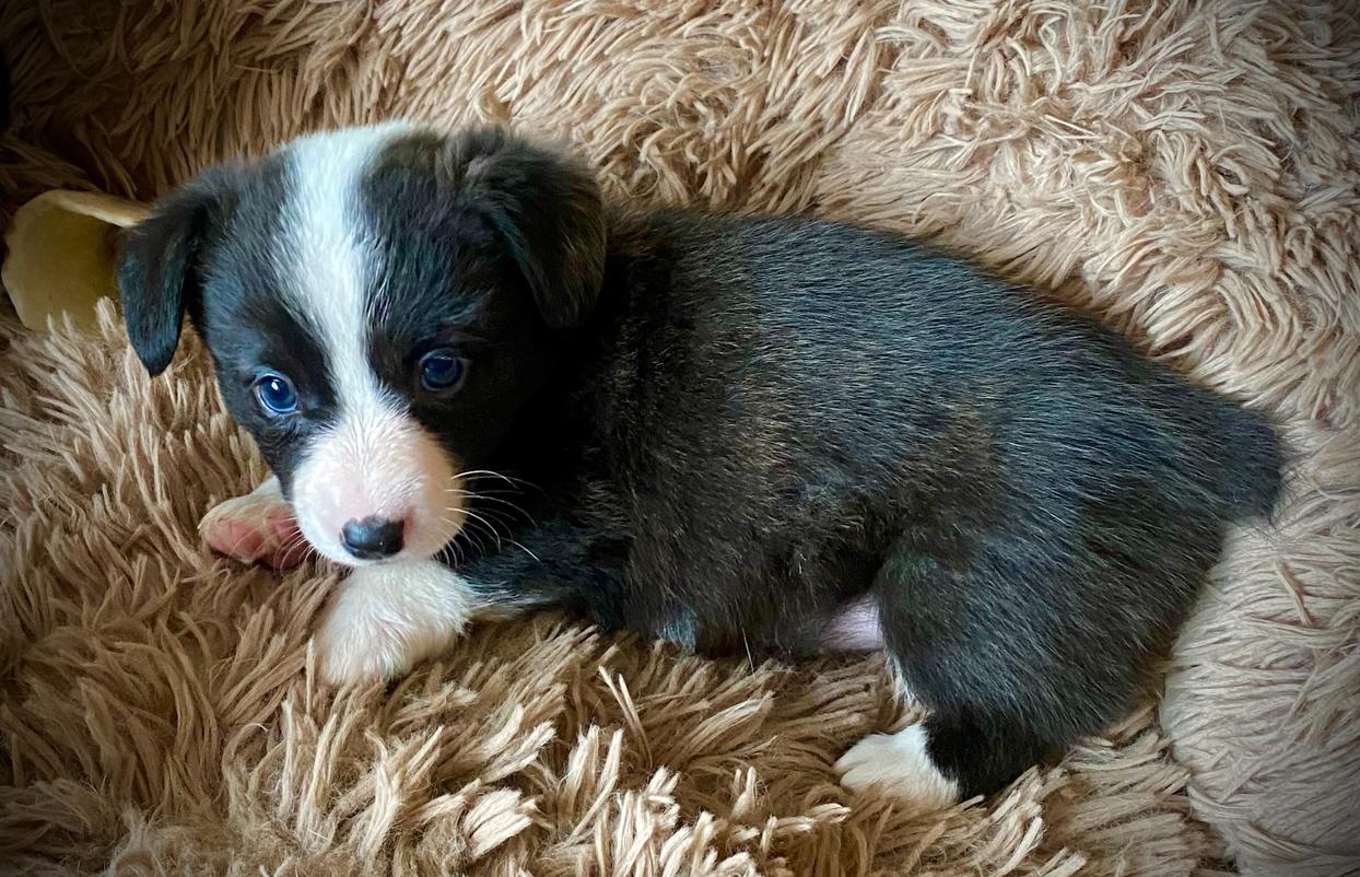 Corgi Puppies Montana | Two Rivers American Corgis