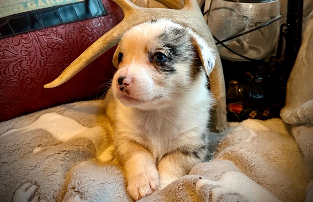 Corgi Puppies Montana | Two Rivers American Corgis