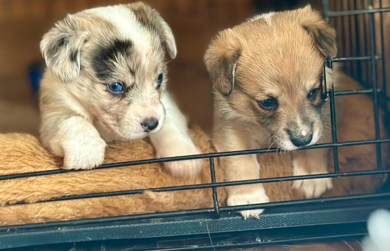 Corgi Puppies Montana | Two Rivers American Corgis