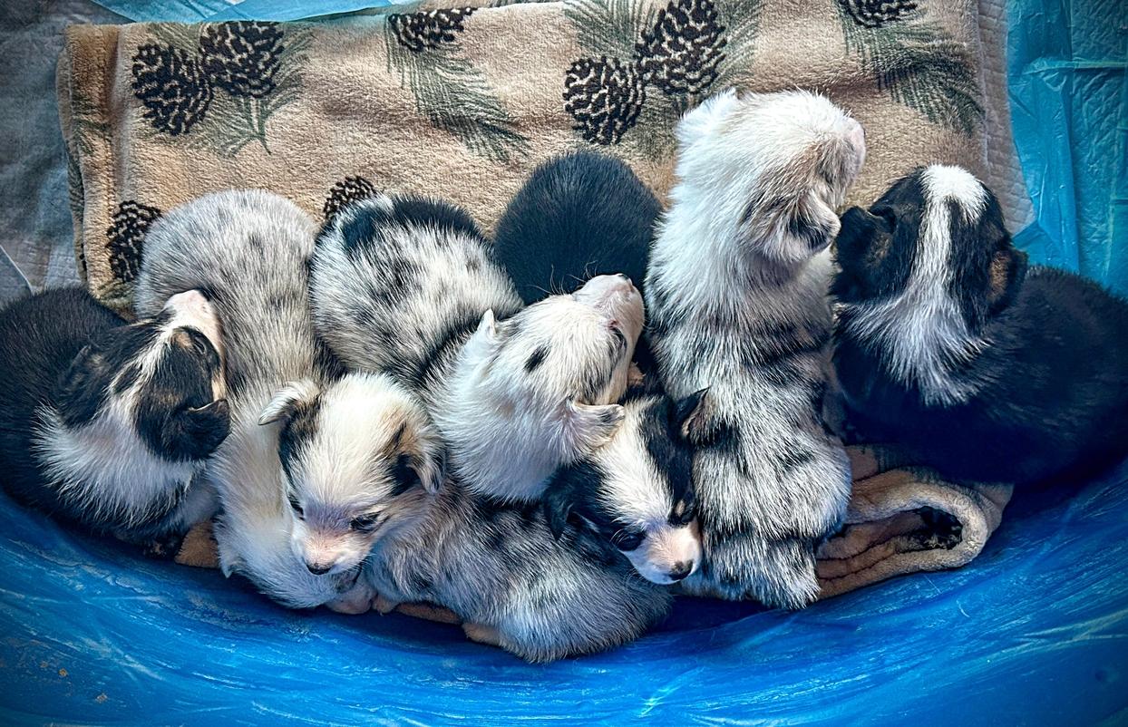 Corgi Puppies Montana | Two Rivers American Corgis