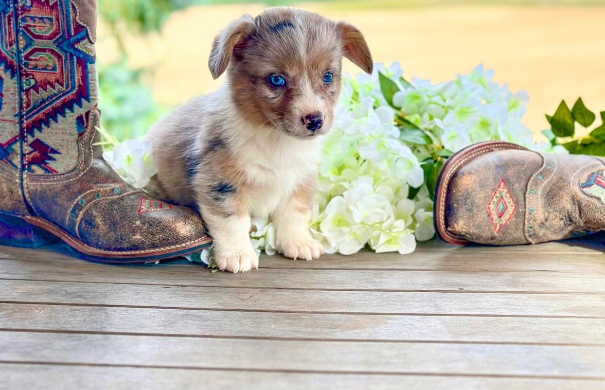 Corgi Puppies Montana | Two Rivers American Corgis
