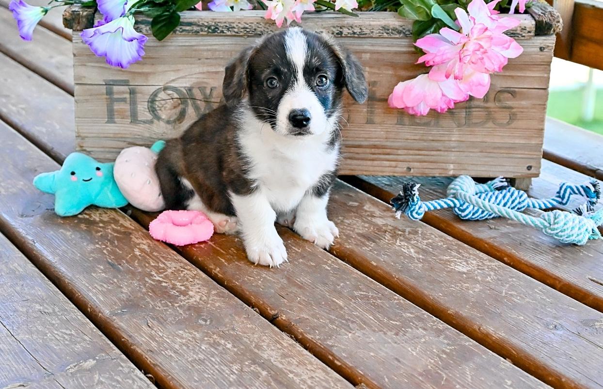 Corgi Puppies Montana | Two Rivers American Corgis