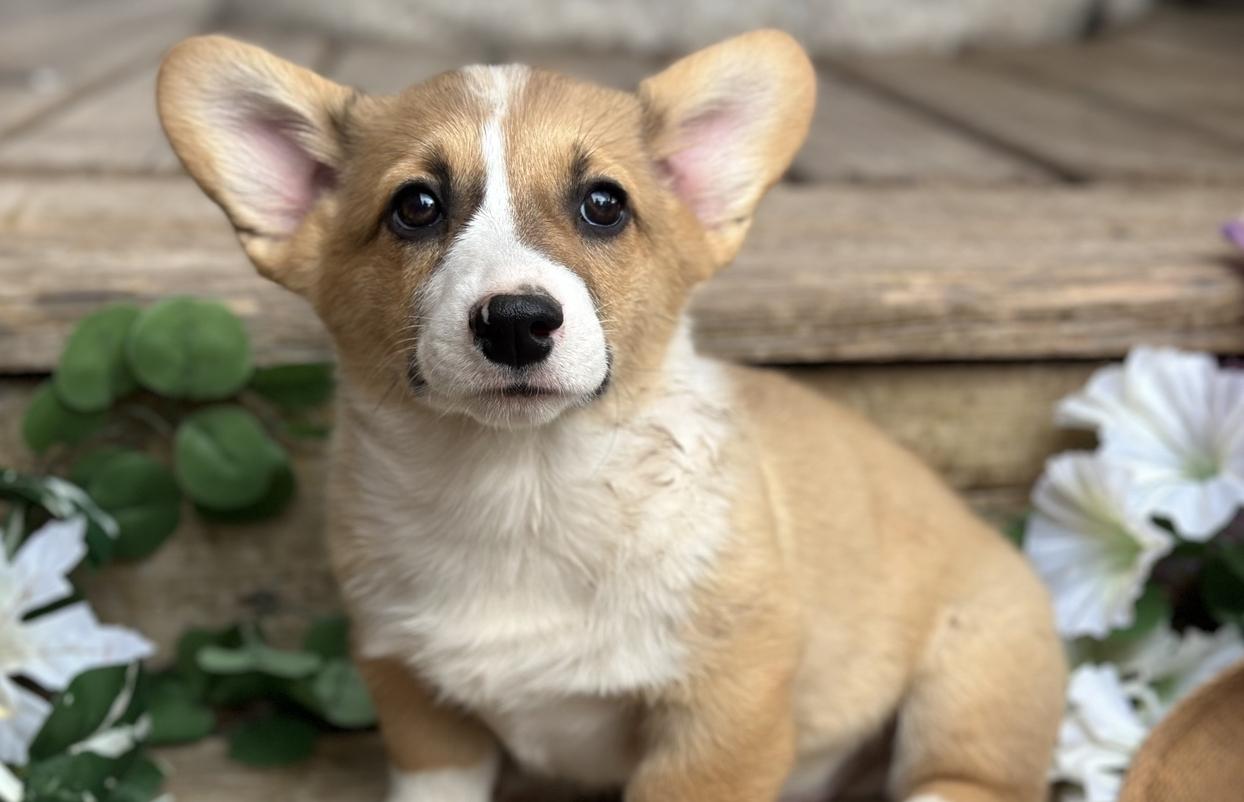 Corgi Puppies Montana | Two Rivers American Corgis