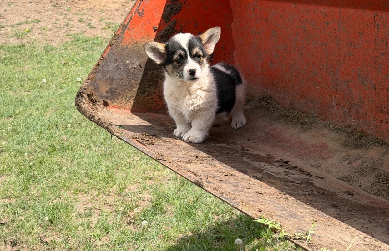 Corgi Puppies Montana | Two Rivers American Corgis