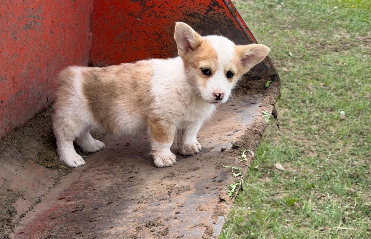 Corgi Puppies Montana | Two Rivers American Corgis